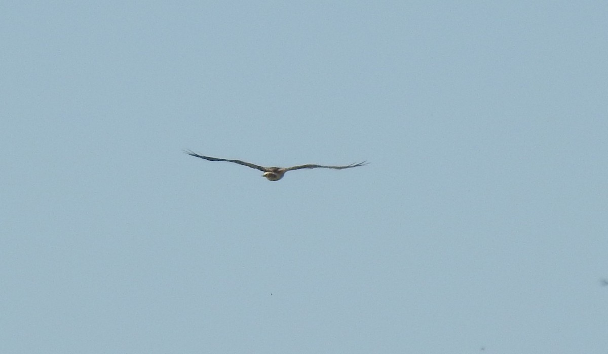 eBird Checklist - 19 Apr 2024 - Palo Verde Ecological Reserve - 57 ...
