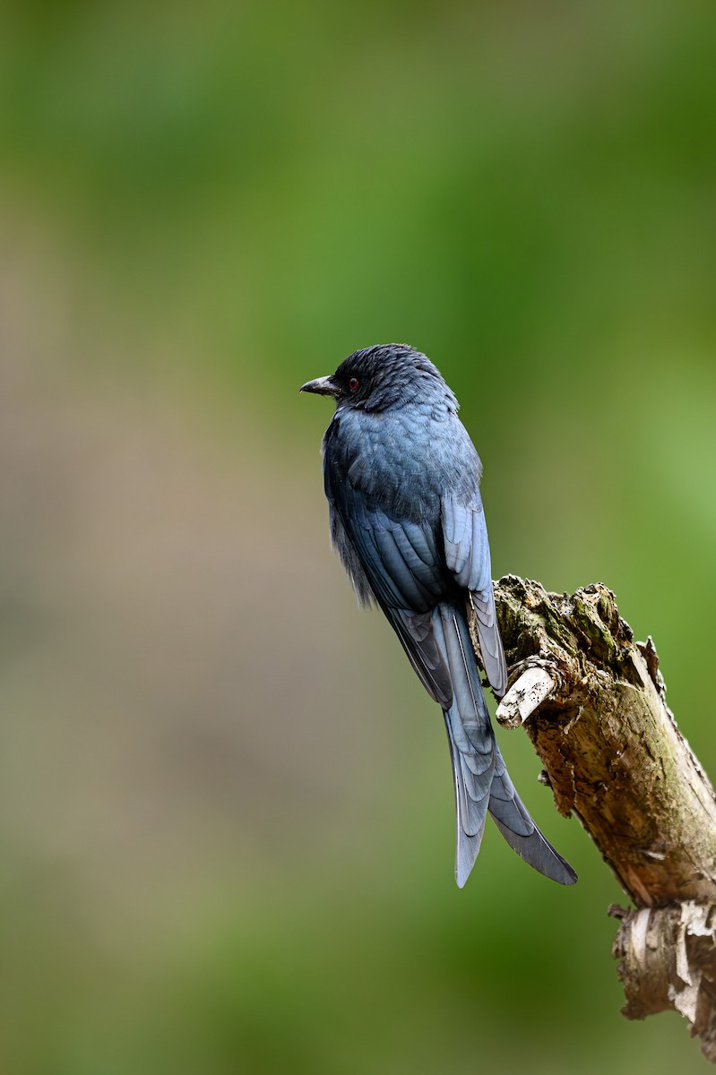 Ashy Drongo - Dicrurus leucophaeus - Media Search - Macaulay Library and eBird