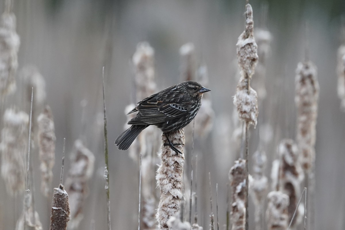 eBird Checklist - 20 Apr 2024 - Silver Creek Conservation Area, Halton ...