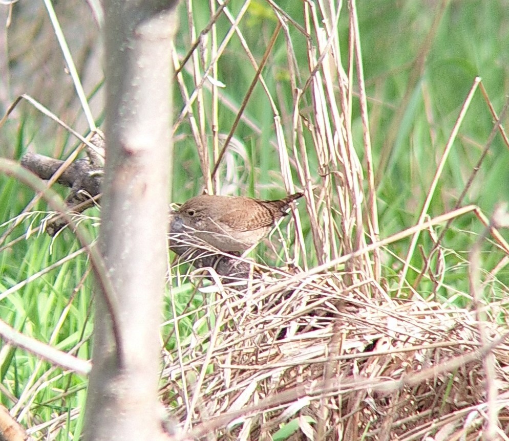 eBird Checklist - 20 Apr 2024 - Montrose Point Bird Sanctuary, Lincoln ...