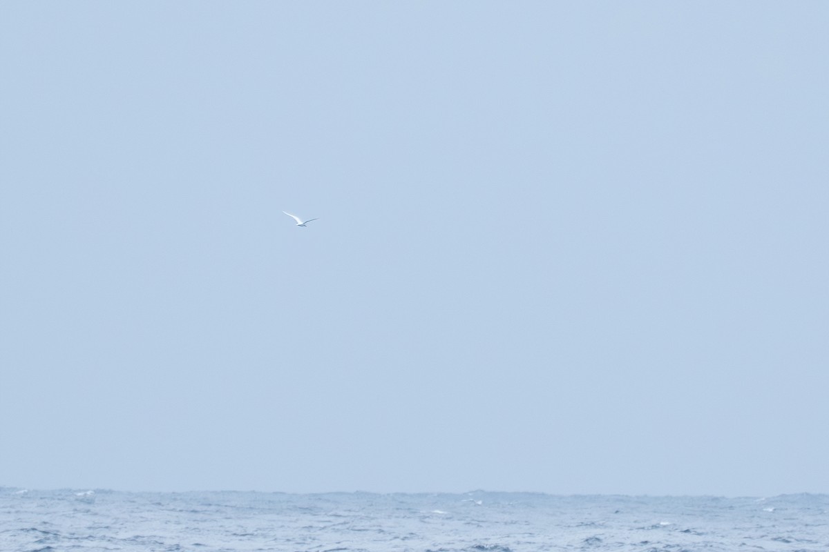 eBird Checklist - 19 Apr 2024 - 宜蘭--南方澳-東澳-南澳海域(Yilan--Nanfang'ao, Dong ...