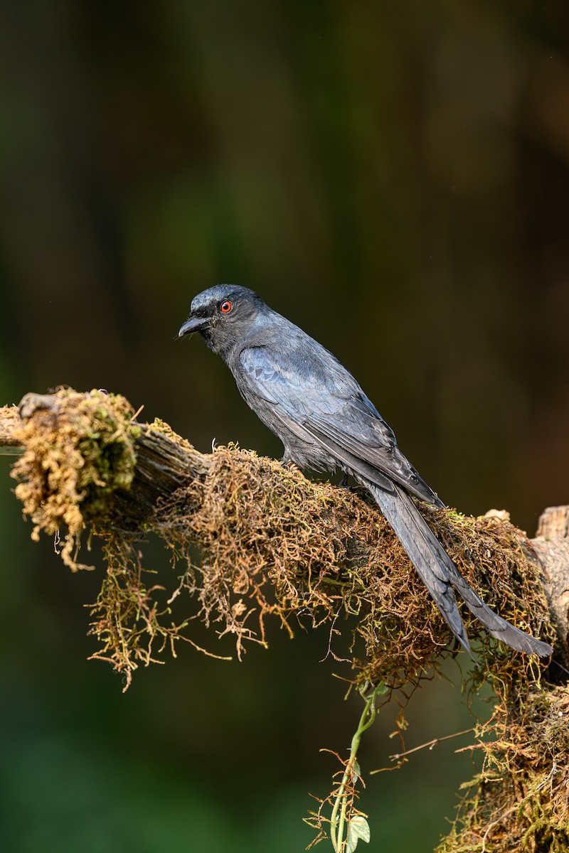 Ashy Drongo - Dicrurus leucophaeus - Media Search - Macaulay Library and eBird