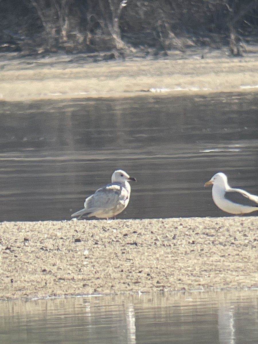 eBird Checklist - 20 Apr 2024 - Helena Valley Regulating Reservoir - 34 ...