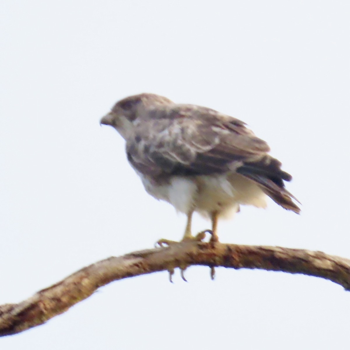 eBird Checklist - 19 Apr 2024 - Top of Kaloko Drive and Huehue Street ...
