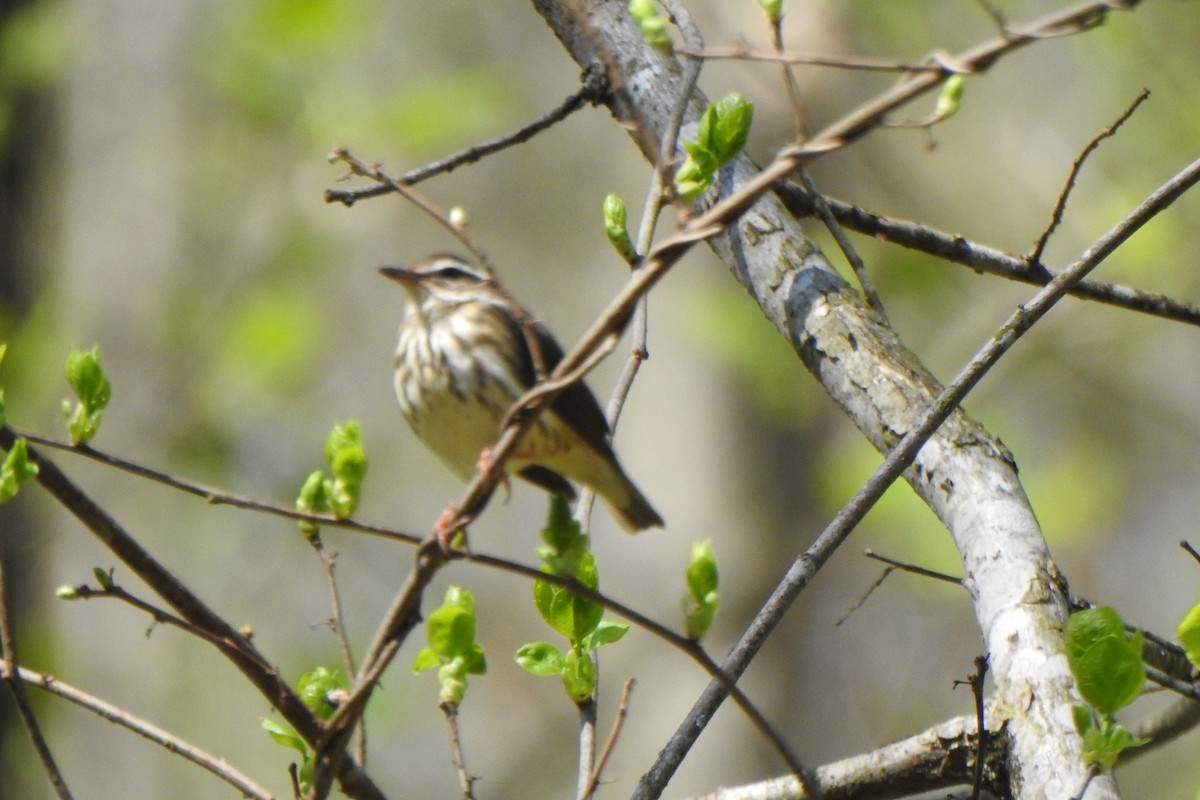 eBird Checklist - 20 Apr 2024 - Serenity Ridge Natural Burial Cemetery ...