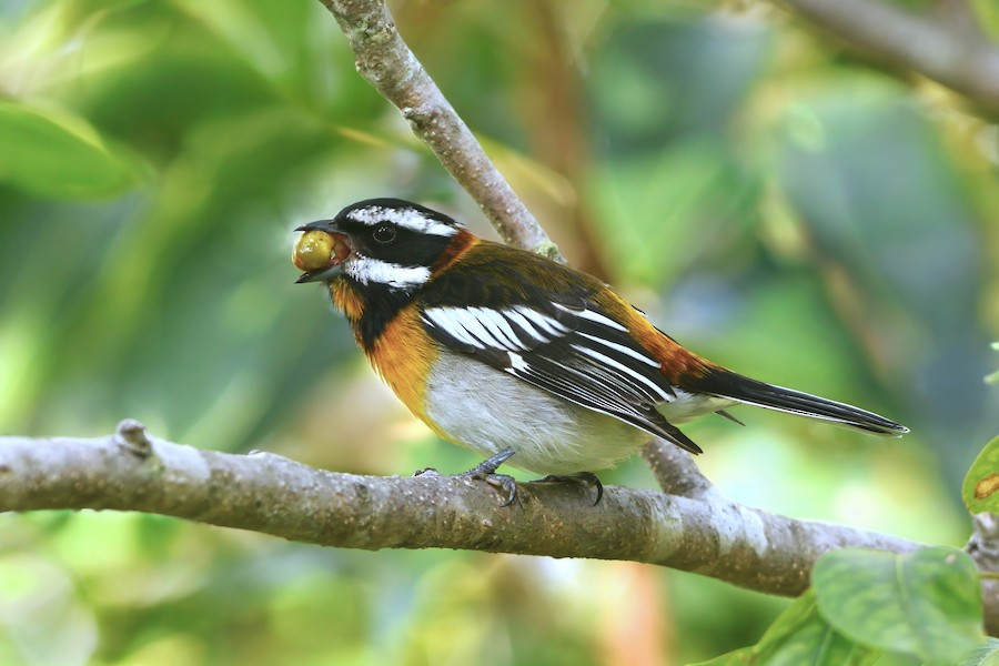 Western Spindalis (Bahamas Green-backed) - eBird