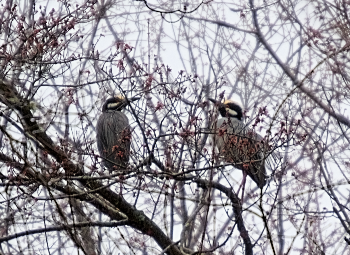 eBird Checklist - 20 Apr 2024 - Marblehead Neck Wildlife Sanctuary ...