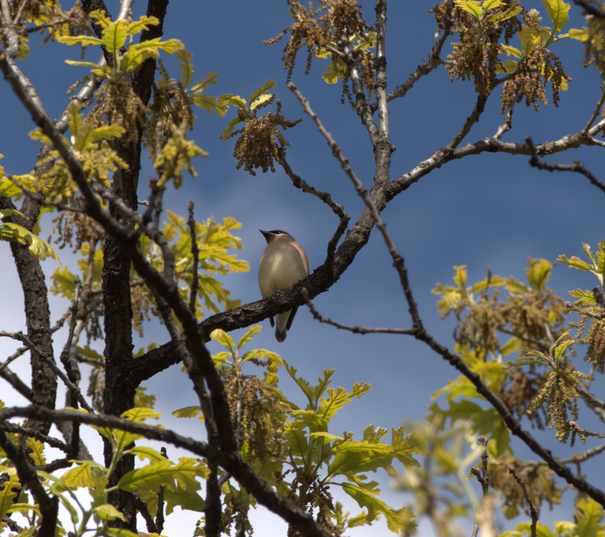 eBird Checklist - 18 Apr 2024 - J feeder - 8 species