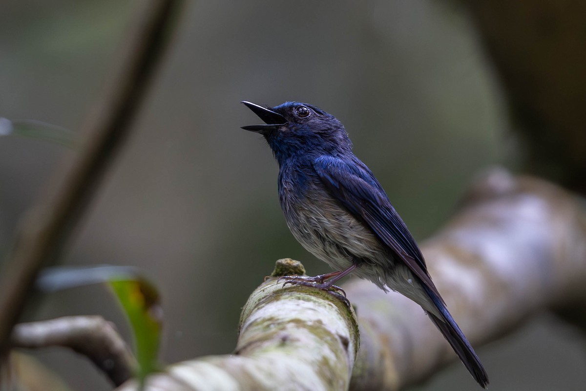 eBird Checklist - 20 Apr 2024 - Tai Po Kau Nature Reserve - 34 species