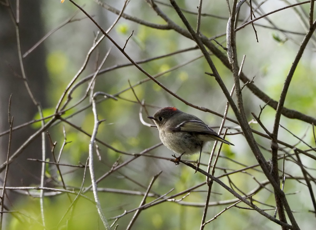 Pennsylvania Bird Atlas Checklist - 20 Apr 2024 - Deer Lakes Regional Park - 19 species