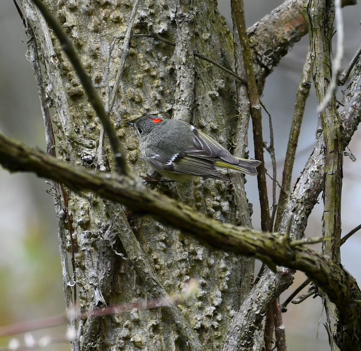 eBird Checklist - 20 Apr 2024 - Point Pelee NP--Tip - 36 species