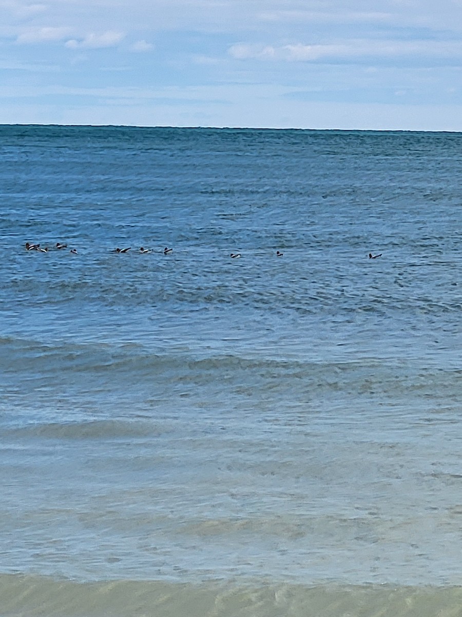 eBird Checklist - 20 Apr 2024 - Evanston Lakefront Parks & Beaches - 15 ...