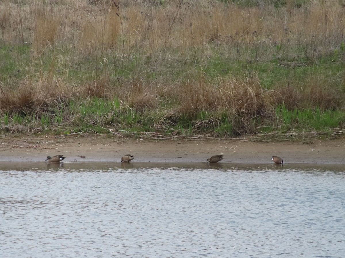 eBird Checklist - 20 Apr 2024 - Northerly Island, Chicago - 2 species