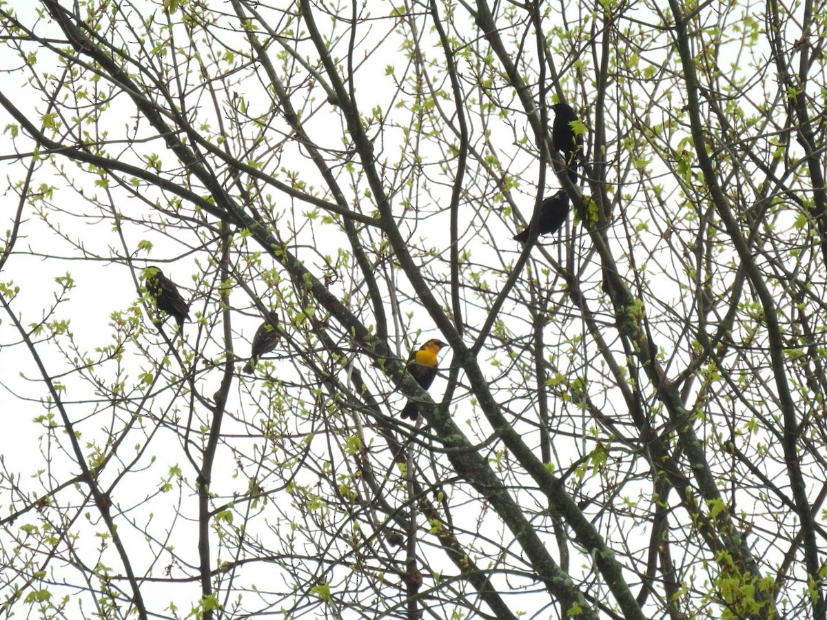eBird Checklist - 20 Apr 2024 - Wallkill River NWR--Liberty Marsh (NY ...