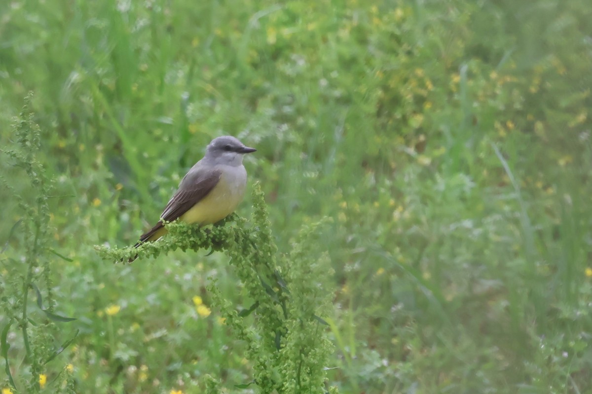 eBird Checklist - 20 Apr 2024 - Maynard C. Stiles WTP - 1 species