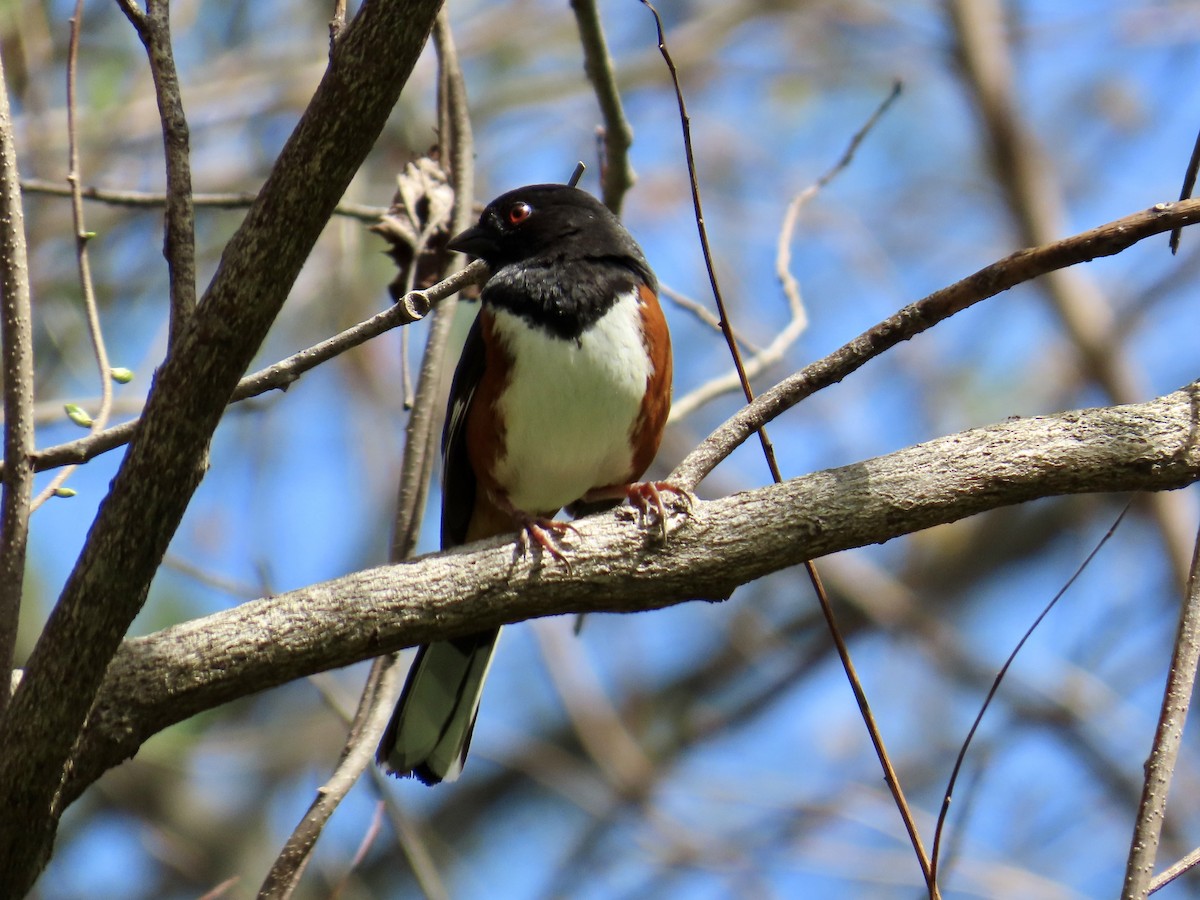 Pennsylvania Bird Atlas Checklist - 20 Apr 2024 - SGL 43--Laurel Lane/Gun range (atlas) - 21 species