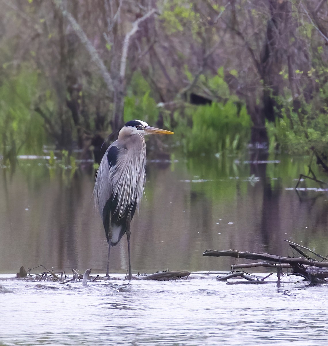 eBird Checklist - 20 Apr 2024 - Occoquan Bay NWR - 52 species