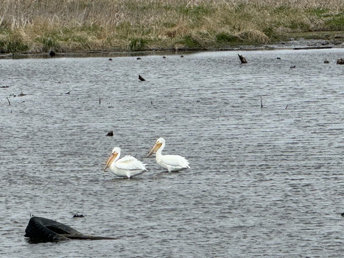 eBird Checklist - 20 Apr 2024 - Cunningham Marsh - 31 species