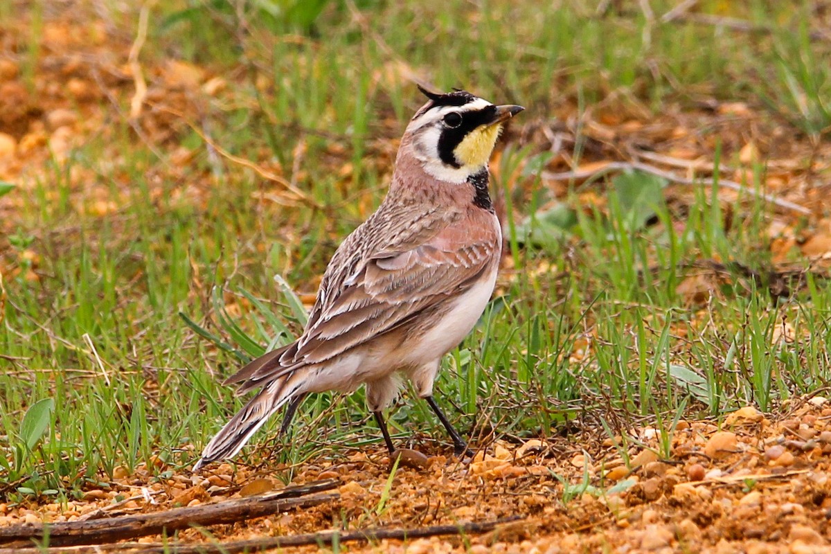 eBird Checklist - 20 Apr 2024 - South Jersey Technology Park, Mullica ...