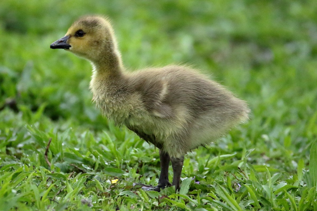 eBird Checklist - 20 Apr 2024 - Bynum Run Park - 27 species (+1 other taxa)