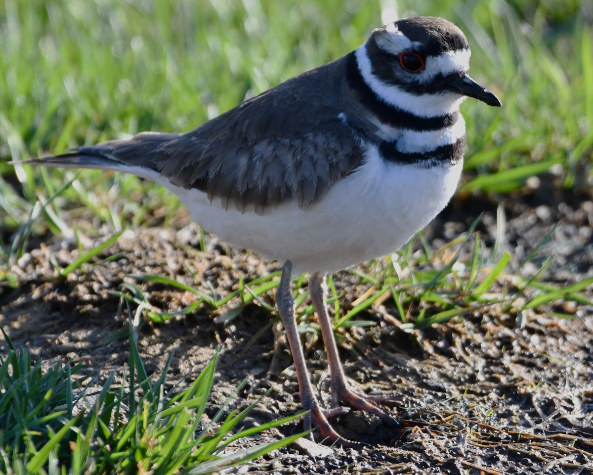 eBird Checklist - 20 Apr 2024 - Urwin Parkway Wetland (view from ...