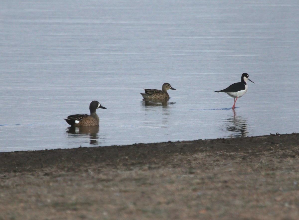 eBird Checklist - 20 Apr 2024 - Smith Reservoir SWA - 34 species (+1 ...