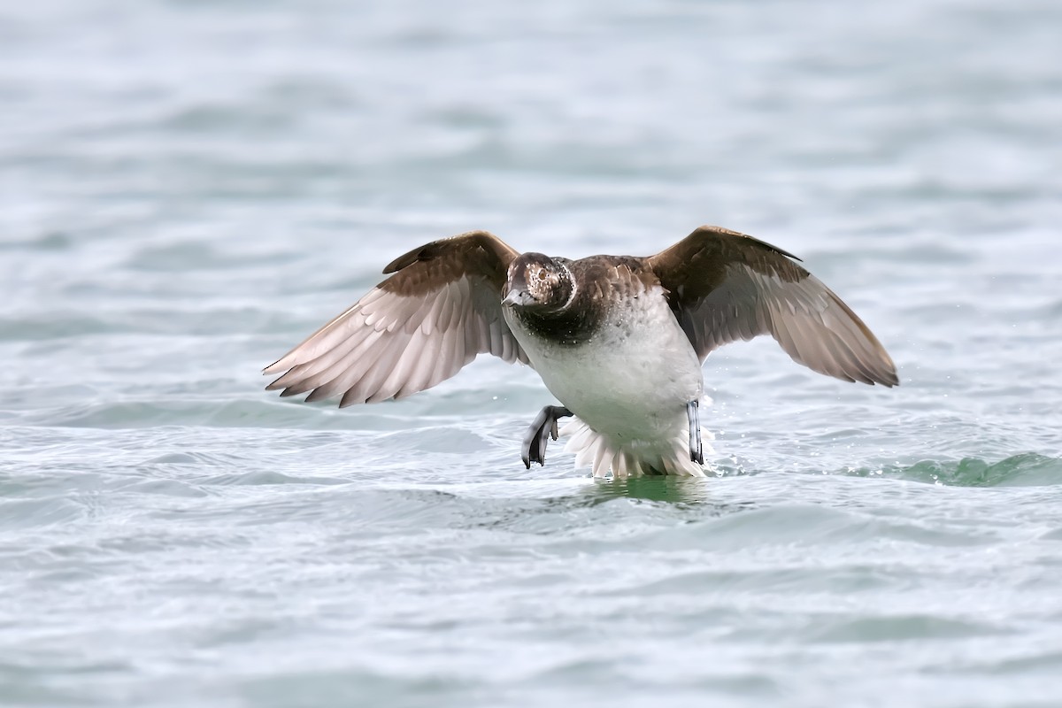 eBird Checklist - 20 Apr 2024 - Oakville--Bronte Harbour - 28 species