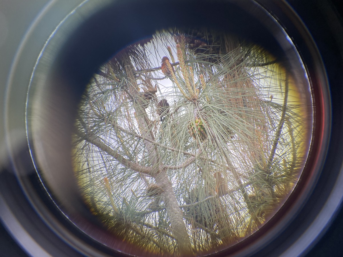 eBird Checklist - 20 Apr 2024 - Henry Coe SP--Hunting Hollow entrance ...