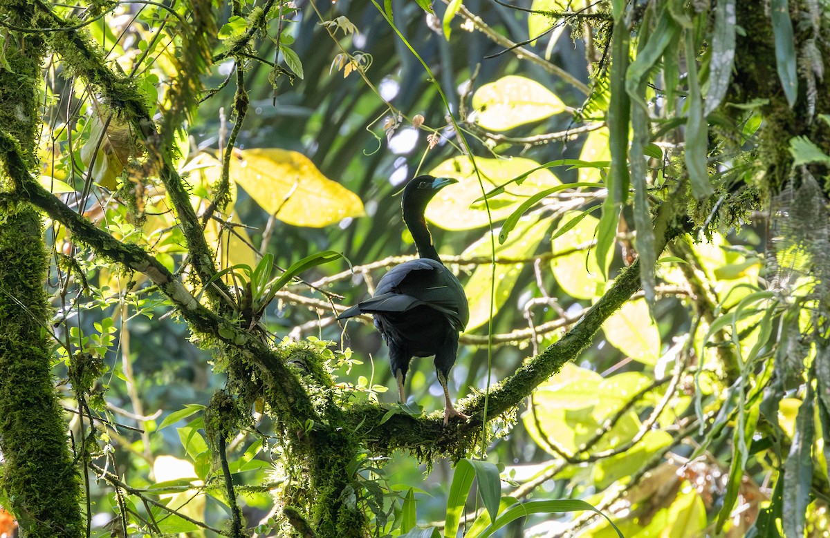 Wattled Guan - Aburria aburri - Media Search - Macaulay Library and eBird