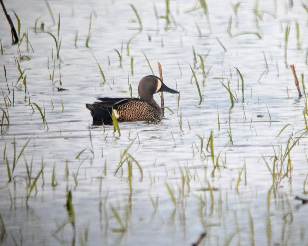 eBird Checklist - 20 Apr 2024 - Chickasaw NWR-- Impoundments - 88 species (+3 other taxa)