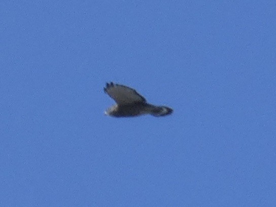 eBird Checklist - 18 Apr 2024 - Woodland Trails Wildlife Area - 42 species