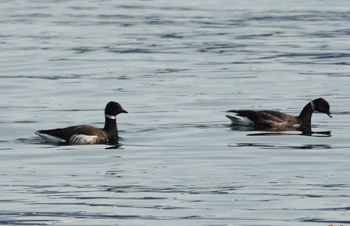 eBird Checklist - 20 Apr 2024 - Small Boat Harbor, Seward US-AK 60. ...
