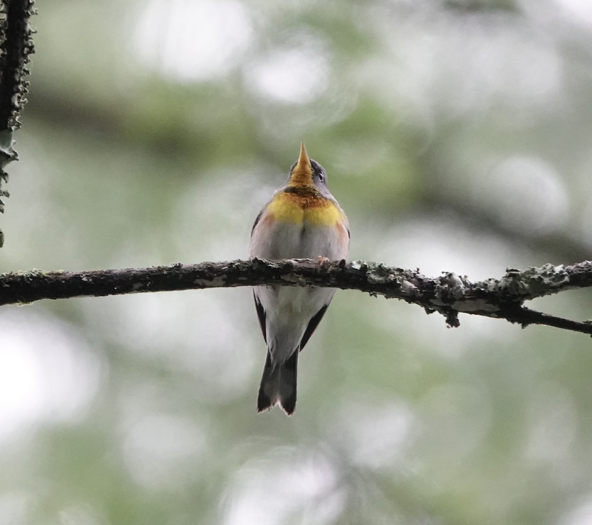 eBird Checklist - 20 Apr 2024 - Martin Dies SP (UTC 013) (Jasper Co ...