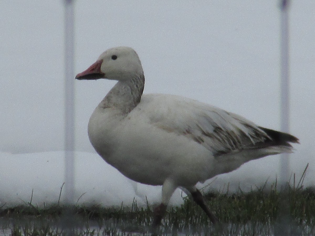 eBird Checklist - 20 Apr 2024 - Rocky Mountain Arsenal NWR - 69 species