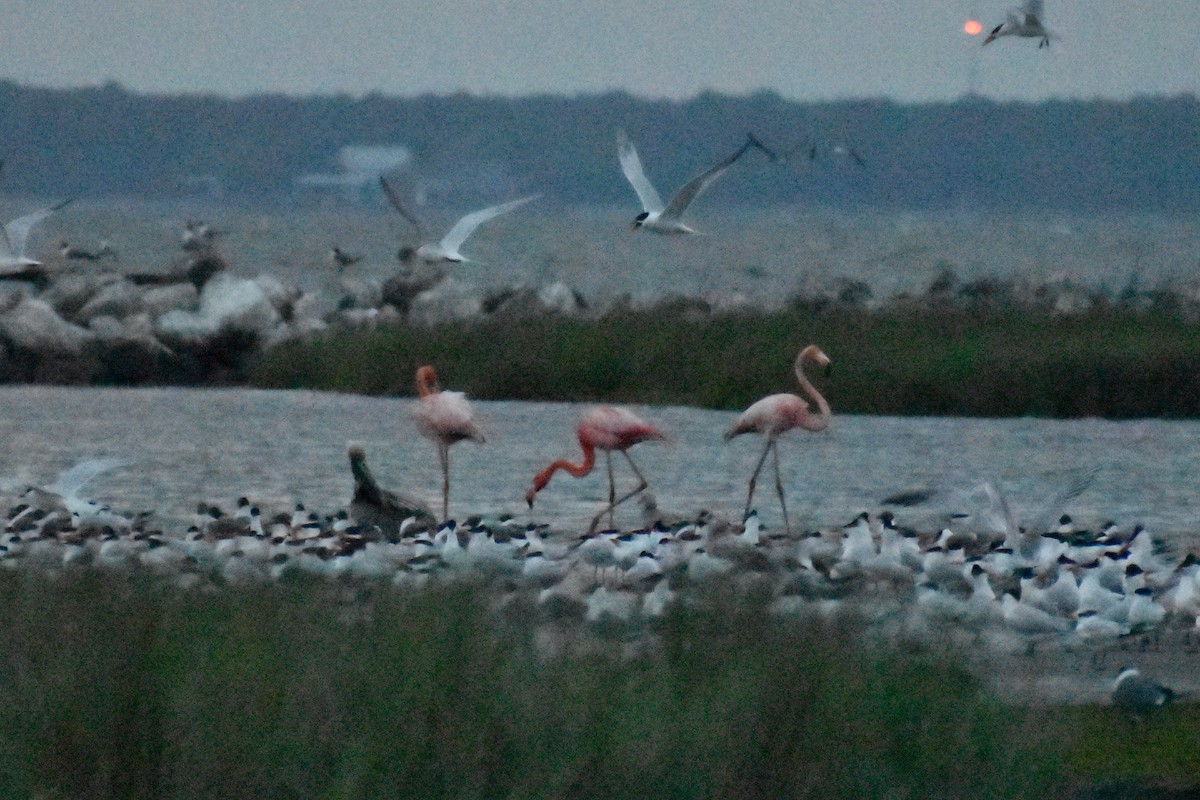 eBird Checklist - 20 Apr 2024 - Gaillard Island - 20 species (+2 other ...