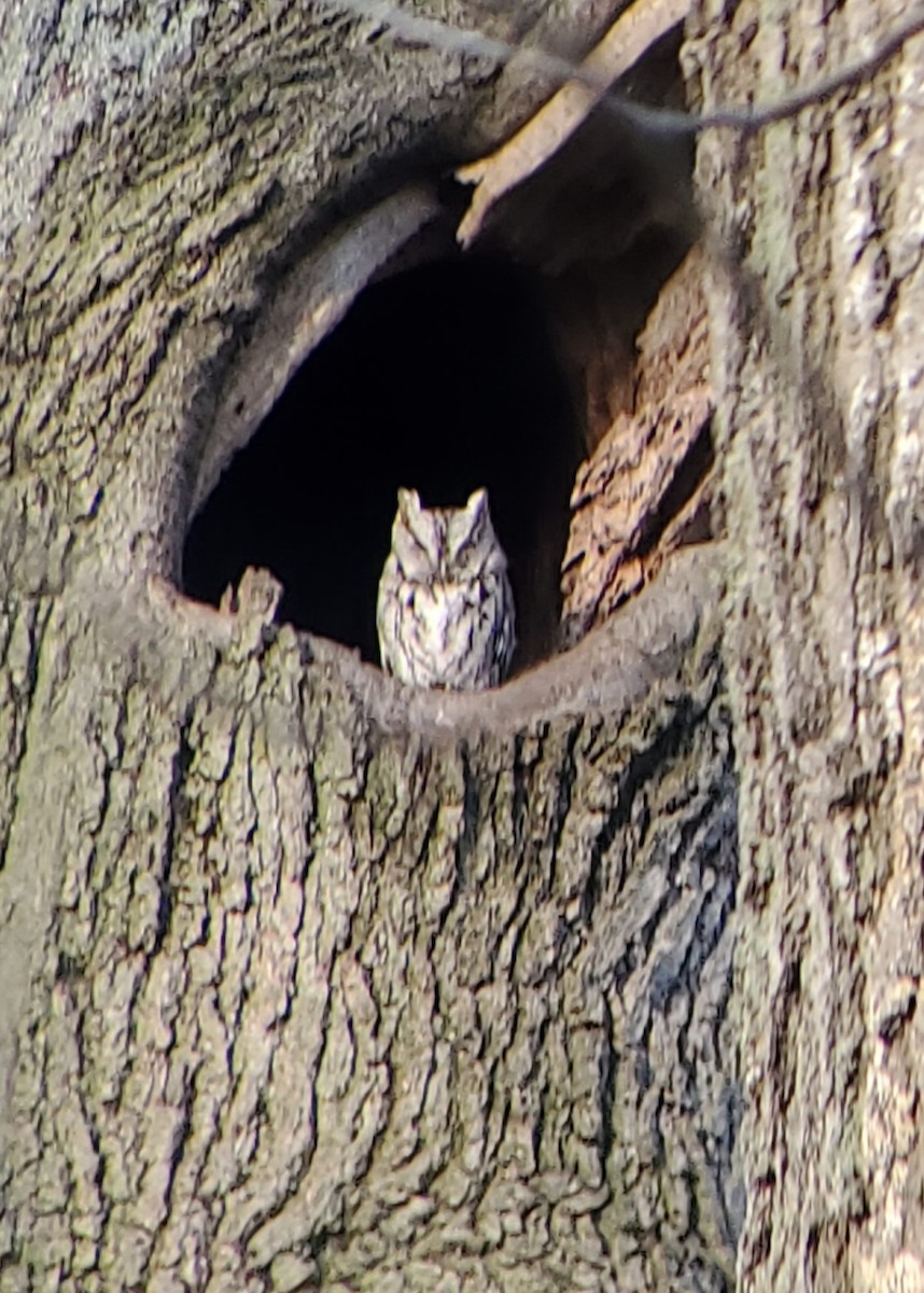 eBird Checklist - 16 Apr 2024 - Mendon Ponds Park--Quaker Pond Trail ...