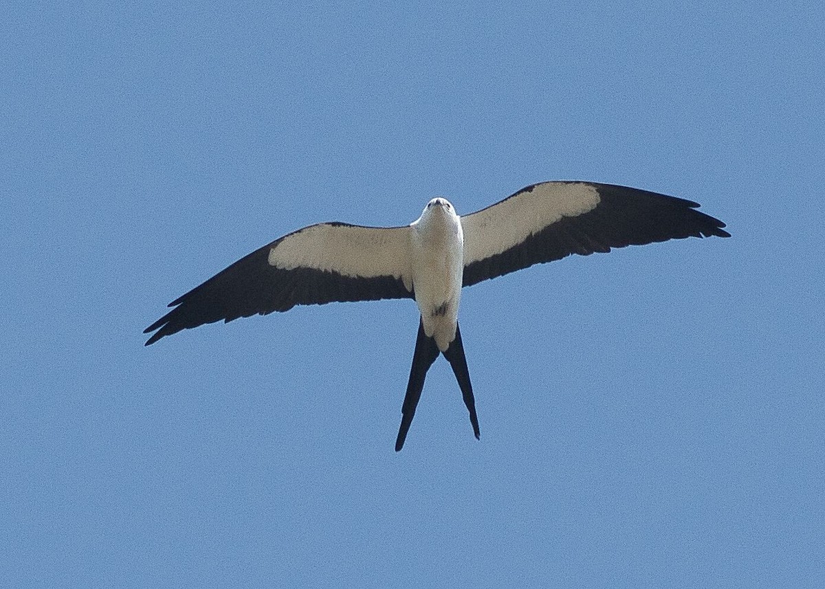 eBird Checklist - 20 Apr 2024 - 29426, Adams Run US-SC 32.76650, -80. ...