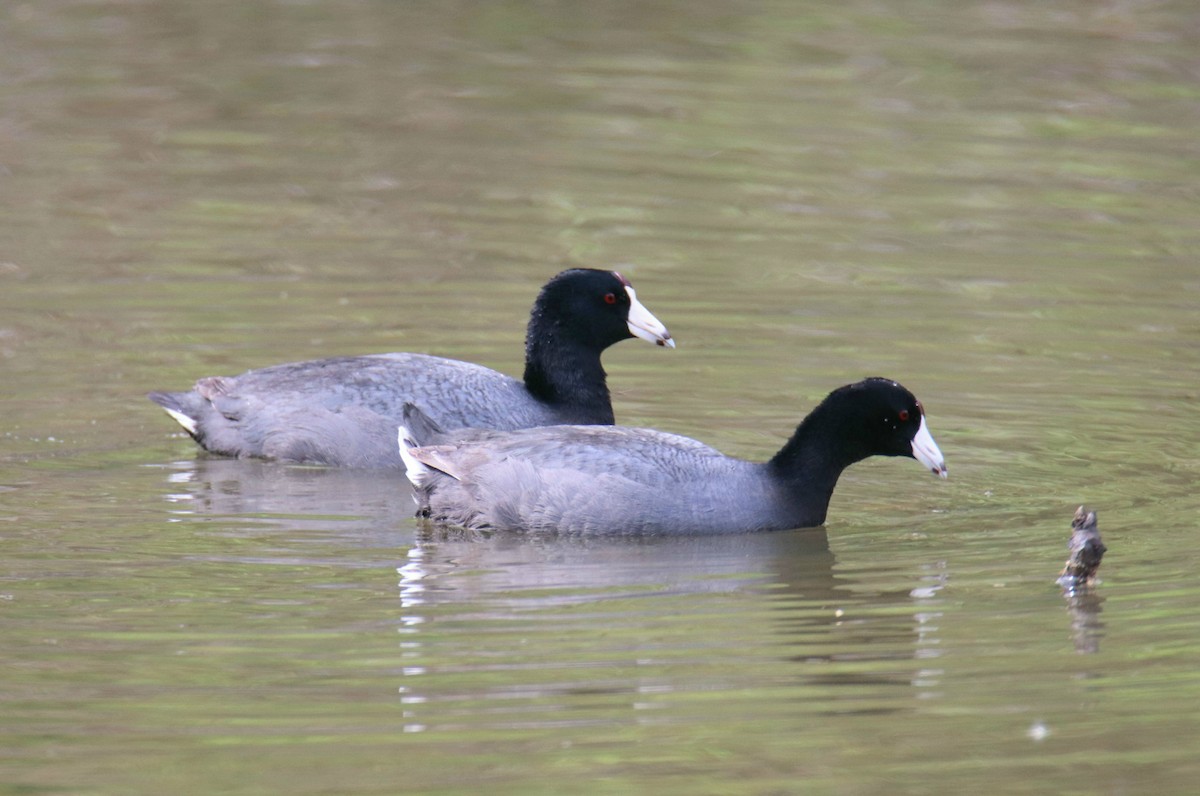 eBird Checklist - 19 Apr 2024 - Lake Decatur--Hot Water Ditch - 1 species