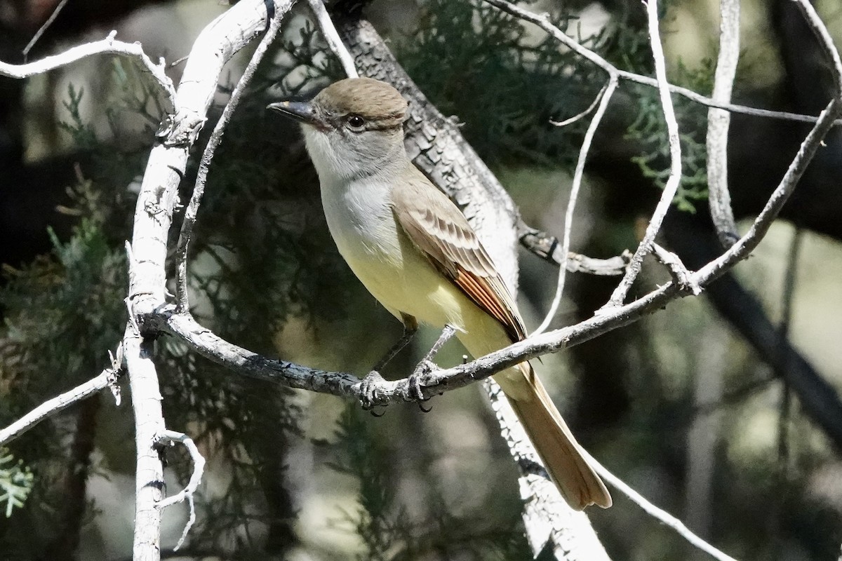 eBird Checklist - 20 Apr 2024 - Madera Canyon--Santa Rita Lodge - 18 ...