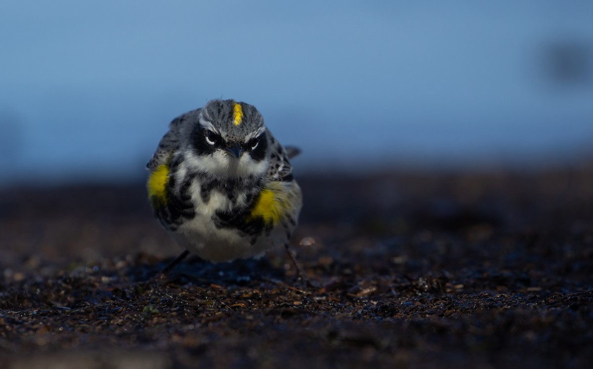 eBird Checklist - 20 Apr 2024 - El Charro and Quality Inn - 20 species