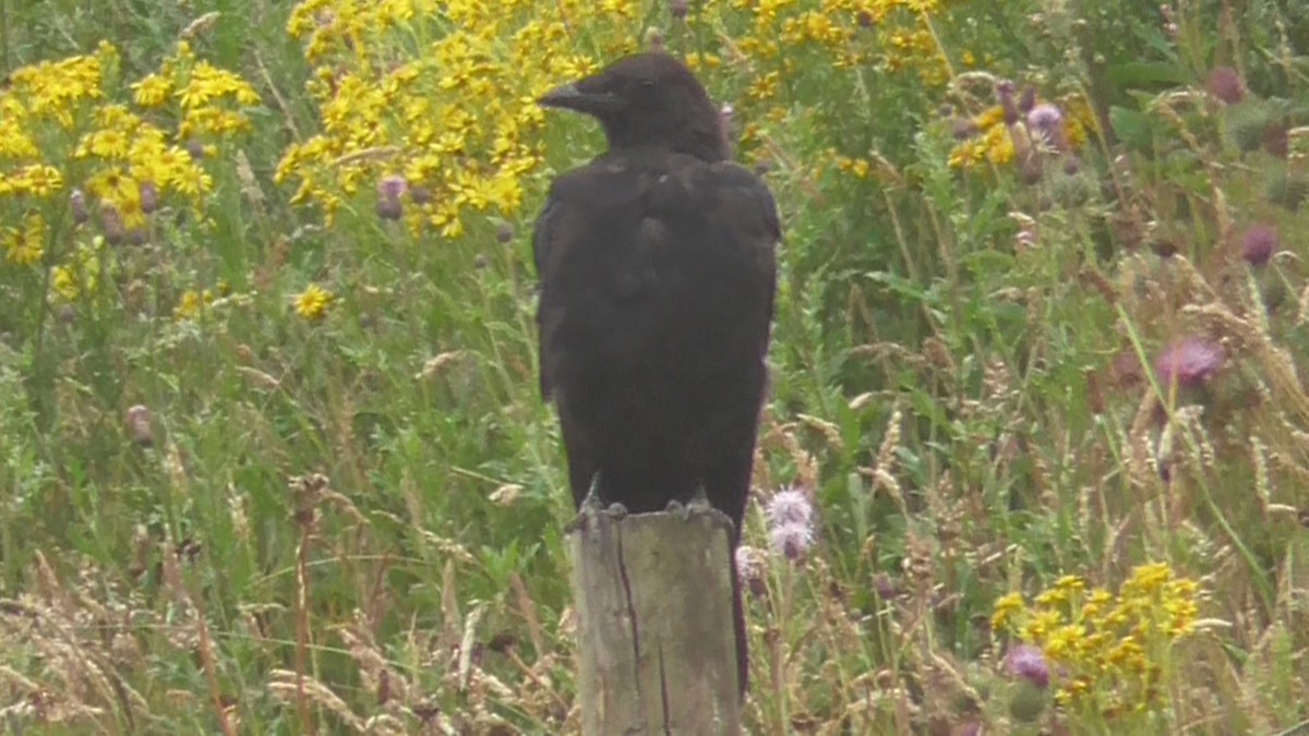 eBird Checklist - 25 Jul 2020 - Chatterley Whitfield, Staffordshire ...