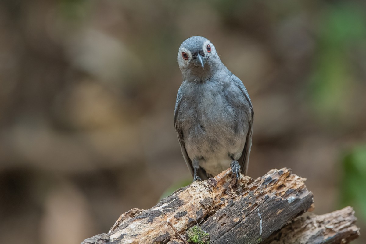 Ashy Drongo - Dicrurus leucophaeus - Media Search - Macaulay Library and eBird