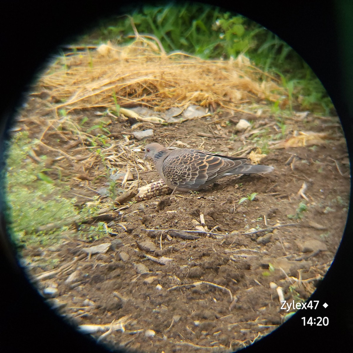 eBird Checklist - 21 Apr 2024 - 동구리저수지(Donggu-ri reservoir), Hwasun-eup ...