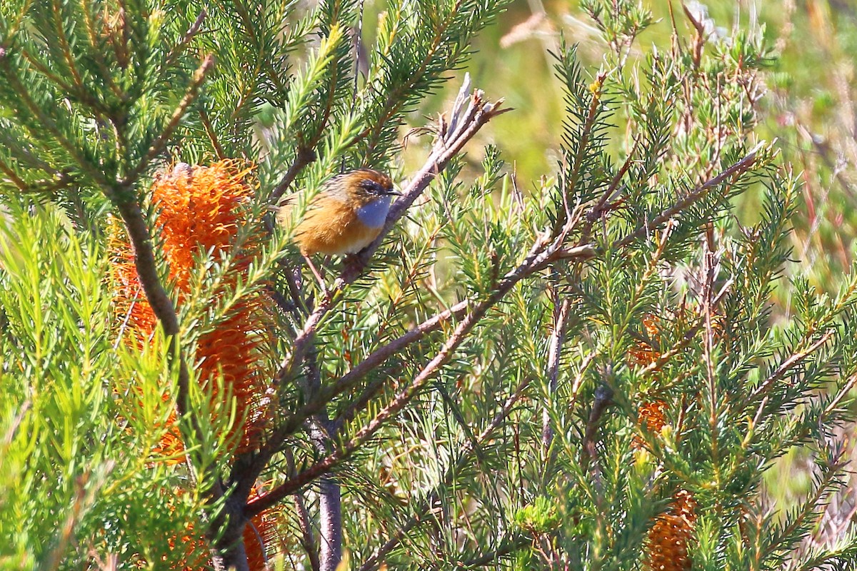 eBird Checklist - 21 Apr 2024 - Beecroft Weapons Range--Little Target ...
