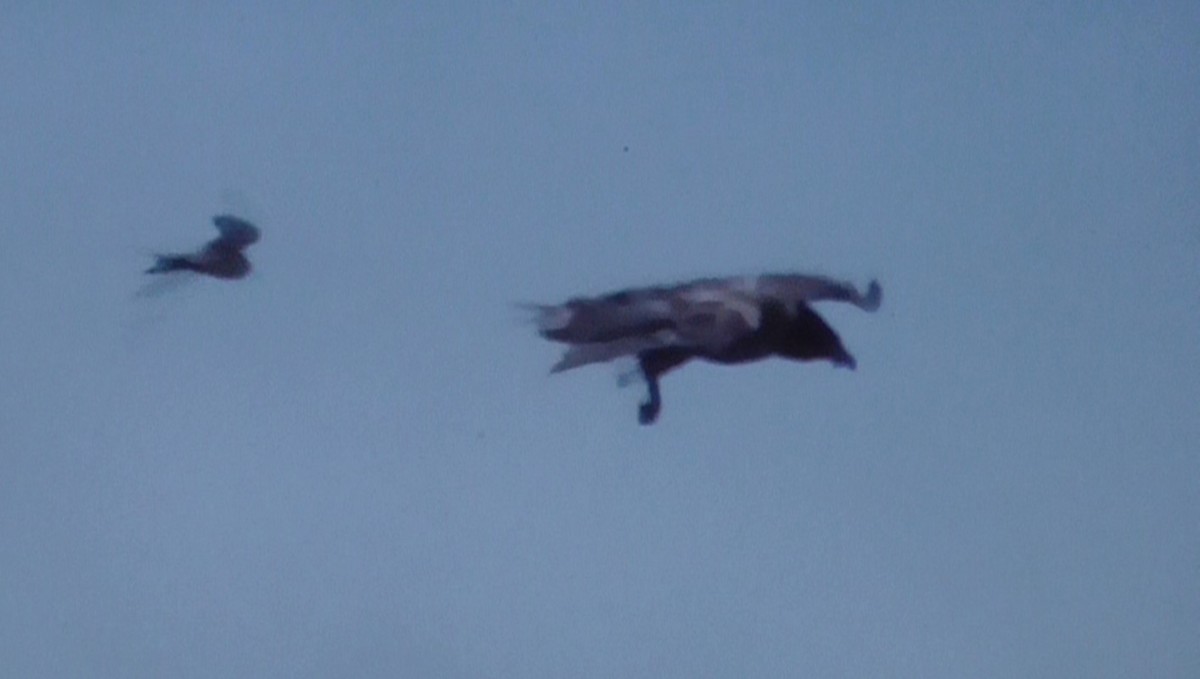 eBird Checklist - 20 Jul 2020 - Peak District NP--Strines Moor - 22 species