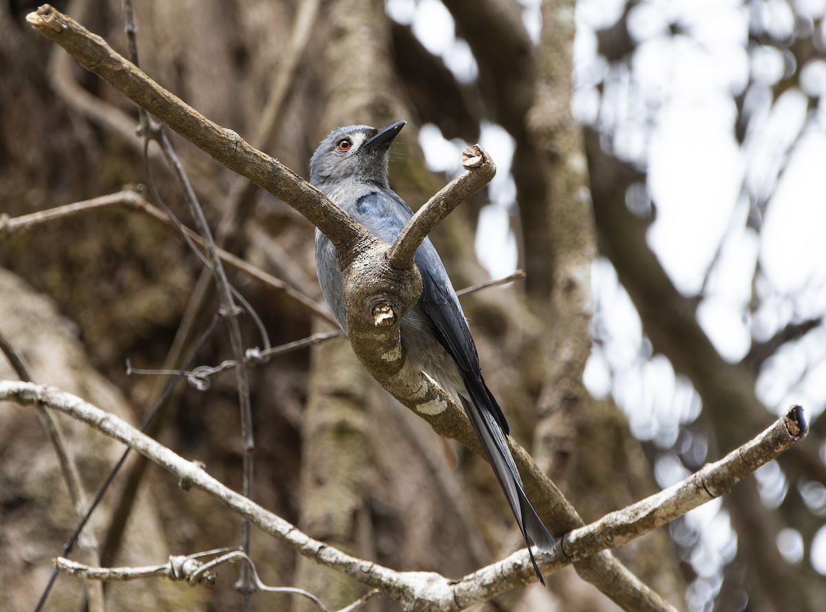 Ashy Drongo - Dicrurus leucophaeus - Media Search - Macaulay Library ...