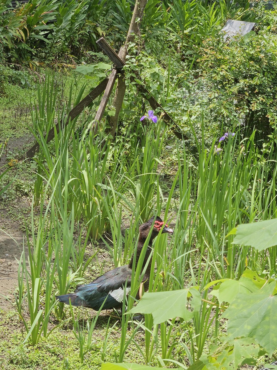 Taiwan Bird Atlas Checklist - 21 Apr 2024 - 台北--陽光運動公園(Taipei ...