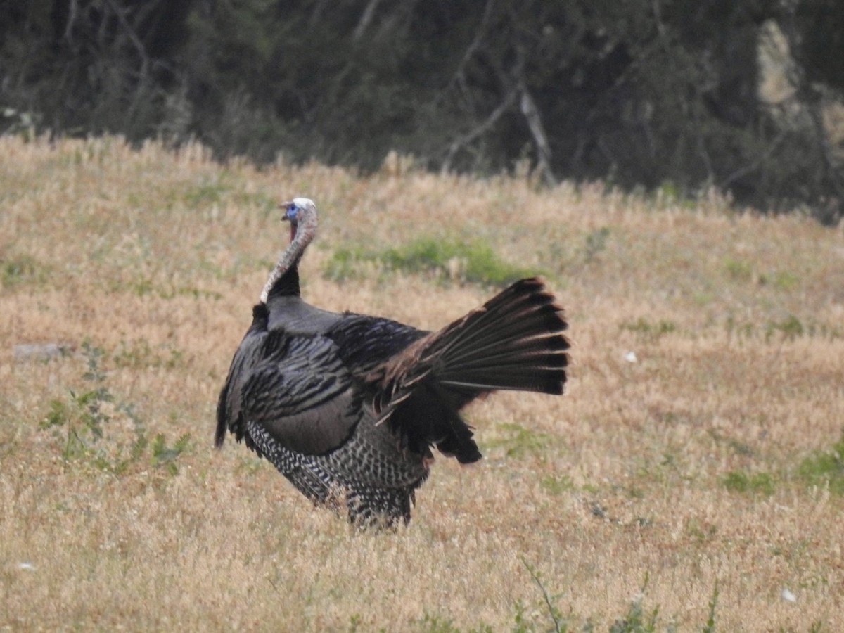eBird Checklist - 20 Apr 2024 - King Ranch--Norias Division (Kenedy Co ...