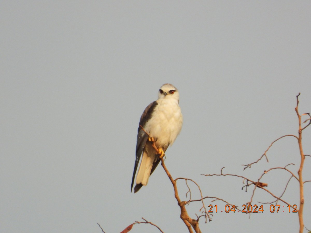 eBird Checklist - 21 Apr 2024 - Pabe ghat - 41 species