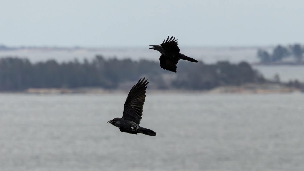 eBird Checklist - 19 Apr 2024 - Espoo--Bergö - 28 species